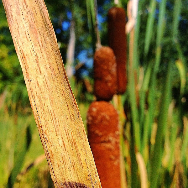 Plants | Project Noah