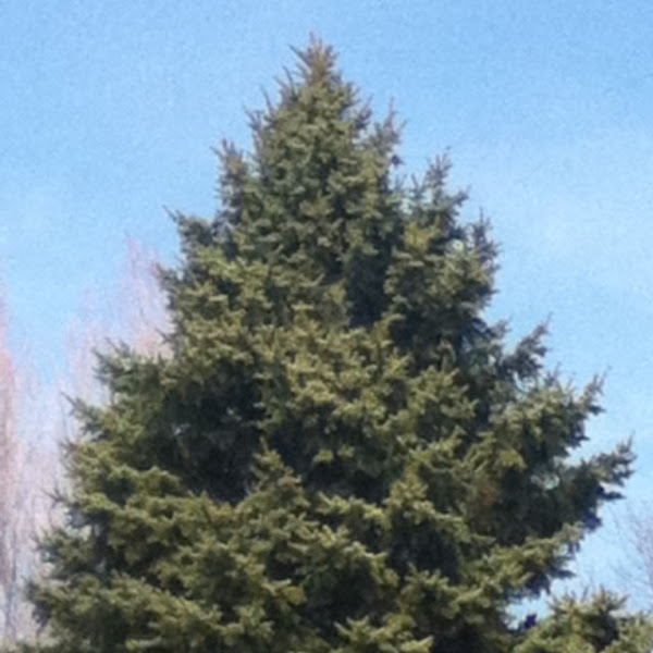 Pine tree | Project Noah