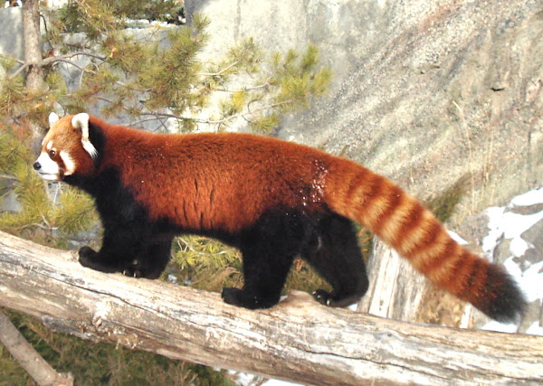 Red panda | Project Noah