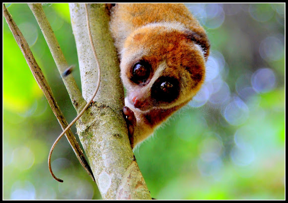 Borneo slow loris | Project Noah