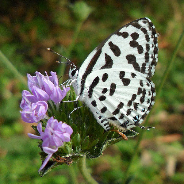 Common Pierrot | Project Noah