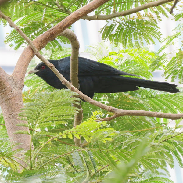 Asian Koel (male) | Project Noah