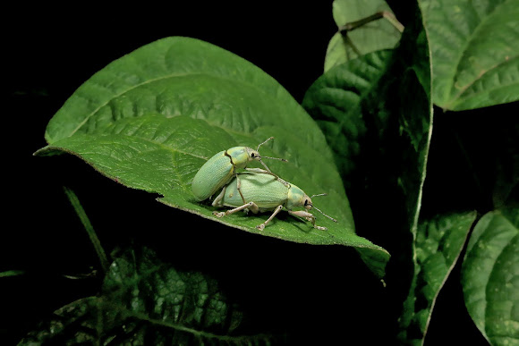 Blue-Green Citrus Root Weevil | Project Noah