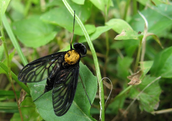 Black Fly | Project Noah