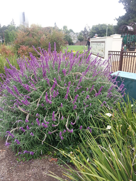Mexican Lavendar | Project Noah