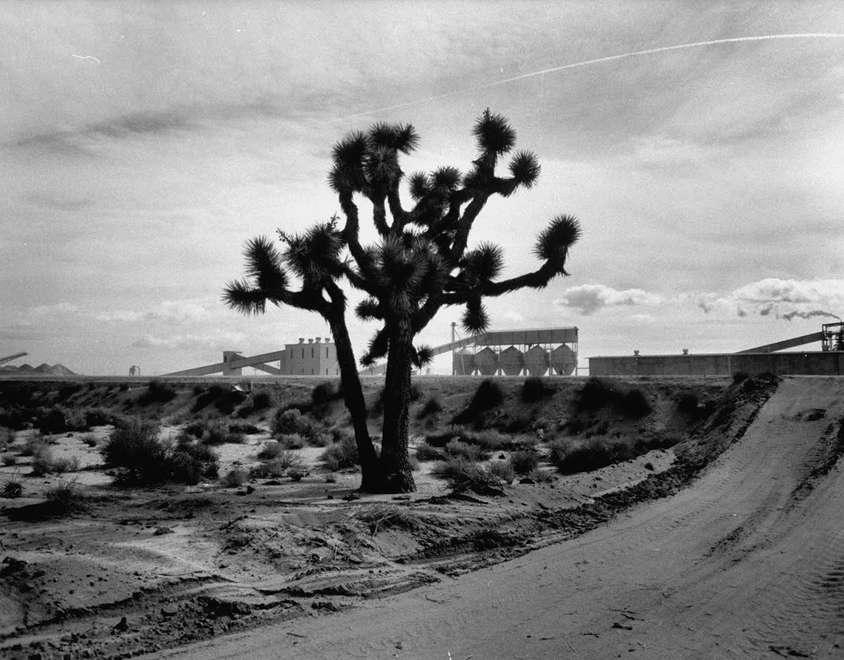 Take a Tour through Joshua Tree National Park — Google Arts & Culture