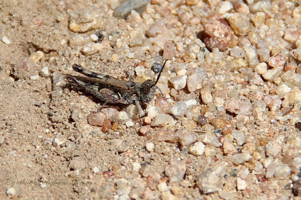 Texas Spotted Range Grasshopper | Project Noah