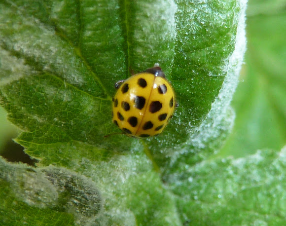 22-spot ladybird | Project Noah