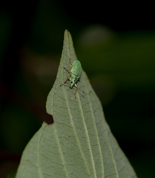 Pale Green Weevil | Project Noah