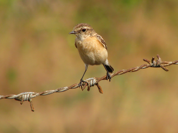 Common Stonechat | Project Noah