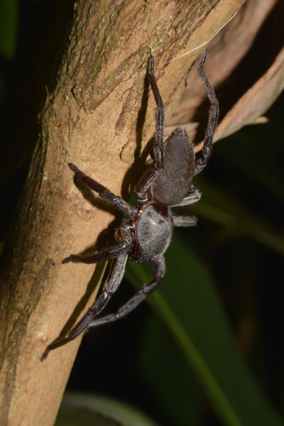 Spider | Project Noah