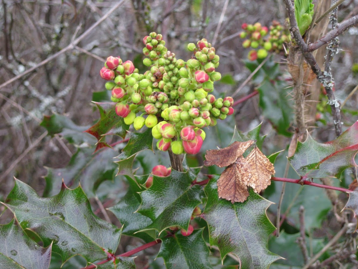 Oregon-grape | Project Noah