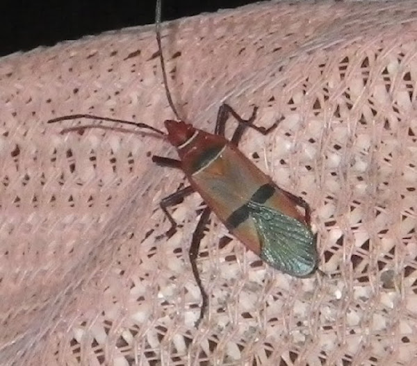 Cotton Stainer | Project Noah