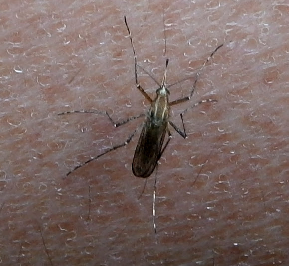 Culicidae,Komarac | Project Noah