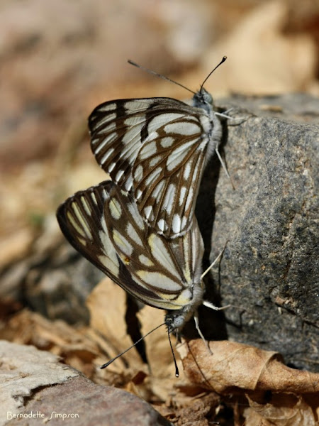 African Caper Whites - Mating | Project Noah