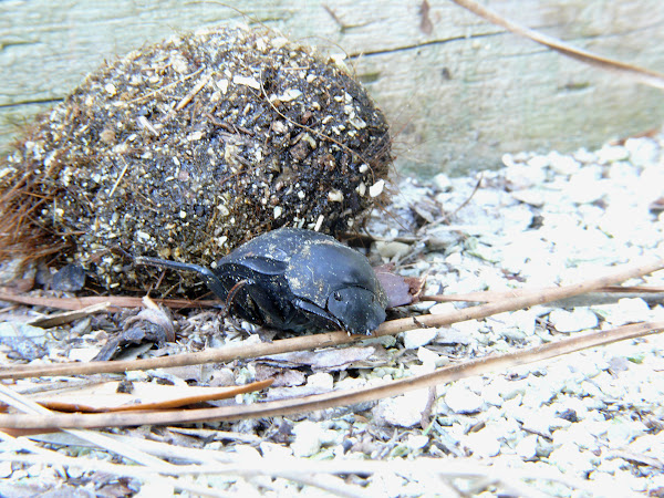 Dung beetle | Project Noah