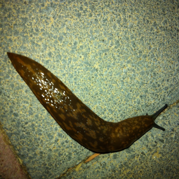 Yellow Slug חשופית צהובה | Project Noah