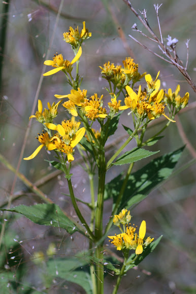 Yellow Crownbeard | Project Noah