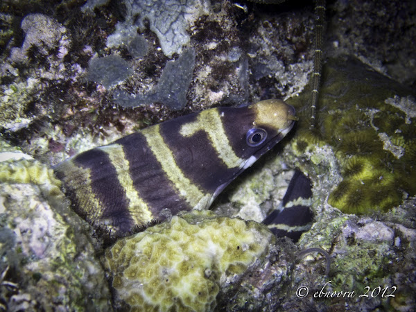 Banded Moray Eel | Project Noah