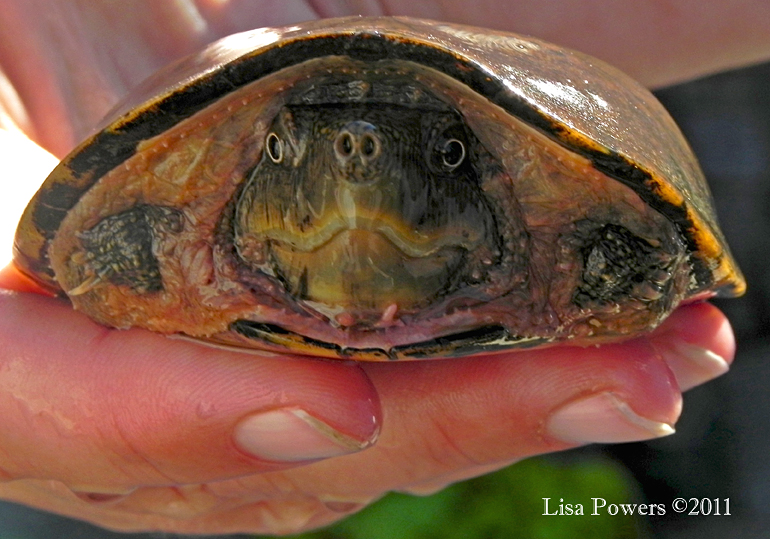 Flattened Musk Turtle | Project Noah