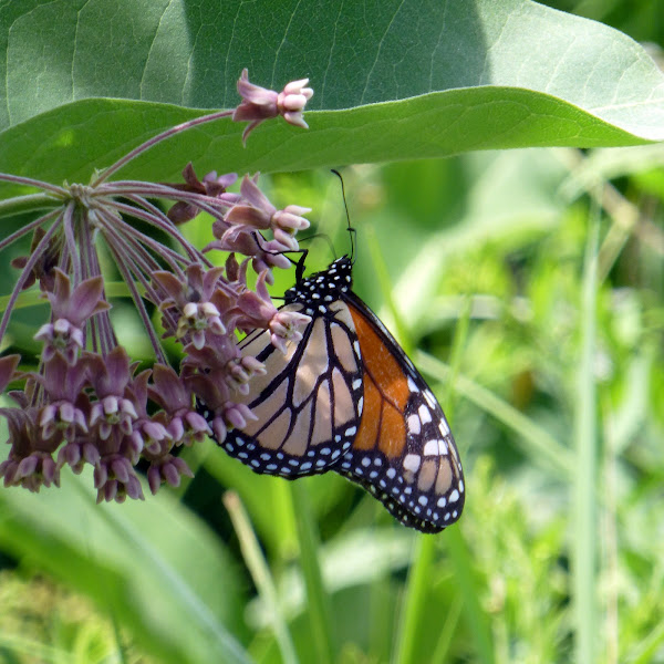 Monarch Butterfly | Project Noah