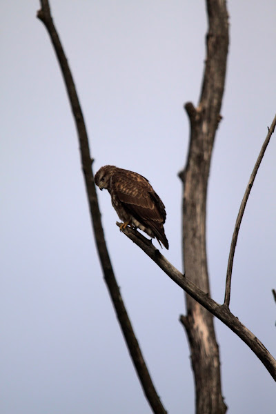 Common Buzzard | Project Noah