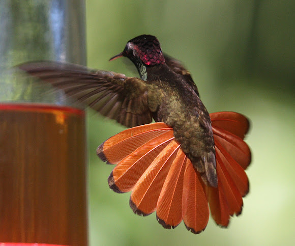 Ruby-Topaz Hummingbird | Project Noah
