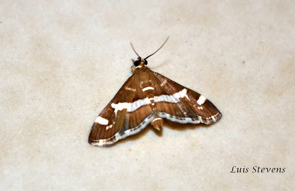 Beet webworm | Project Noah