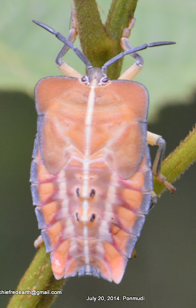 Lychee Stink Bug Nymph | Project Noah