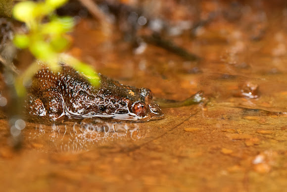 Dattatreya Night Frog | Project Noah