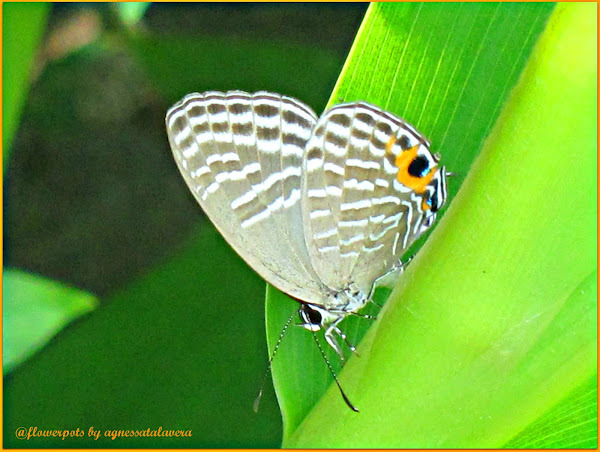 Metallic Cerulean | Project Noah