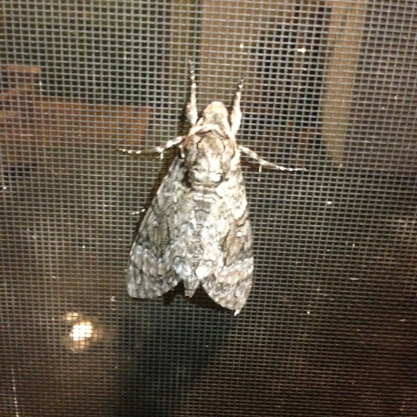 Pink-spotted Hawk Moth | Project Noah