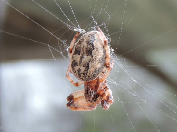 Furrow Orb Weaver Spider | Project Noah