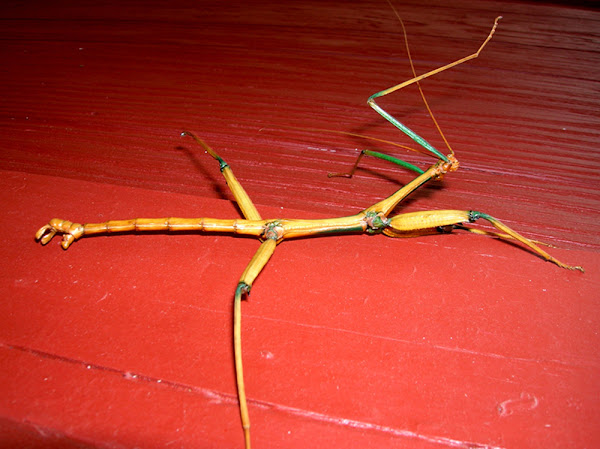 Giant Walking Stick | Project Noah