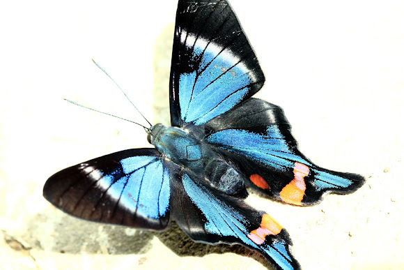 Periander Metalmark | Project Noah