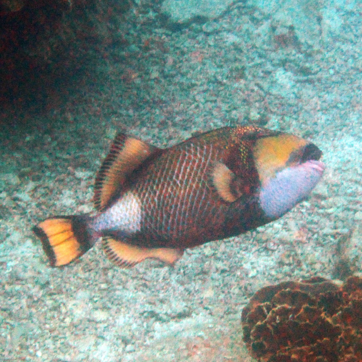 Titan triggerfish | Project Noah