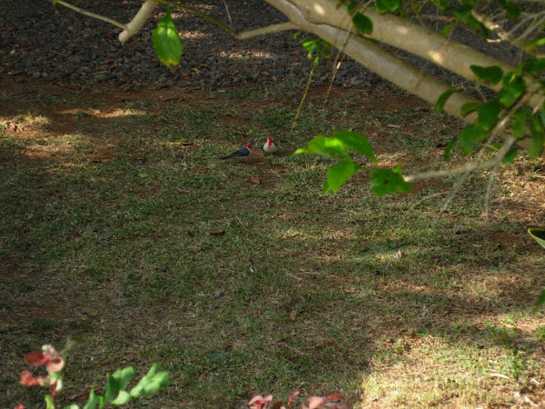 Red-crested Cardinals | Project Noah