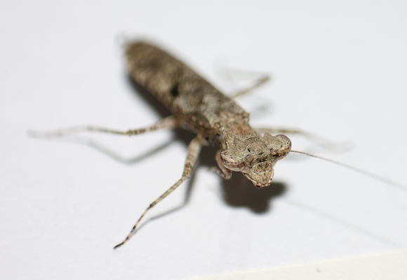 Bark Mantis | Project Noah