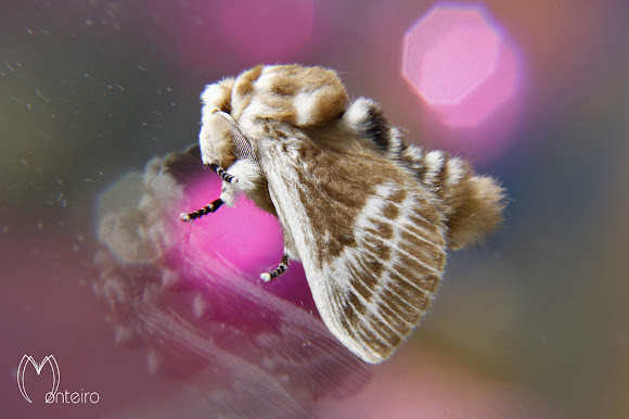 Flannel moth | Project Noah