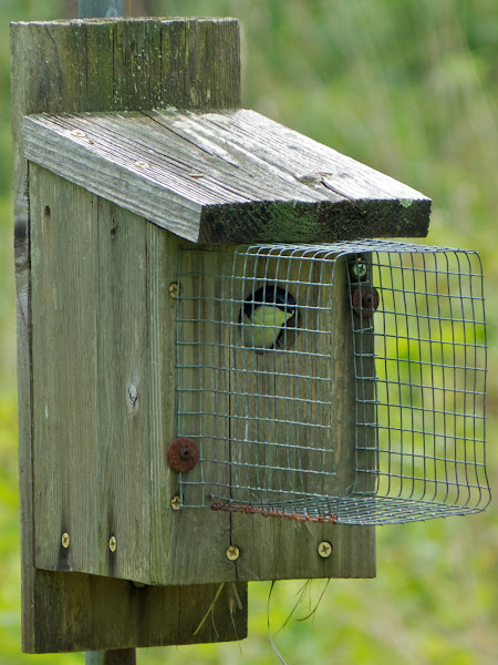 Tree Swallow (nesting box) | Project Noah