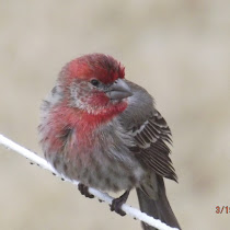 Backyard birds of Northeastern USA | Project Noah