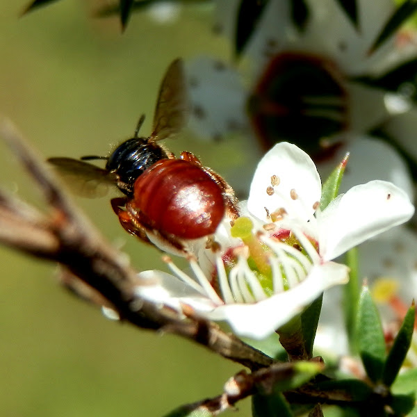 Native Bee | Project Noah