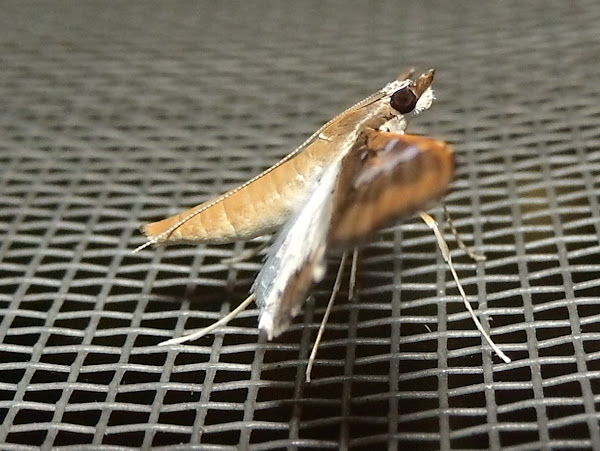 Maruca Pod Borer Moth | Project Noah
