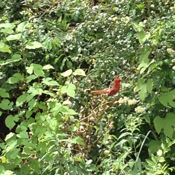 Cardinal | Project Noah