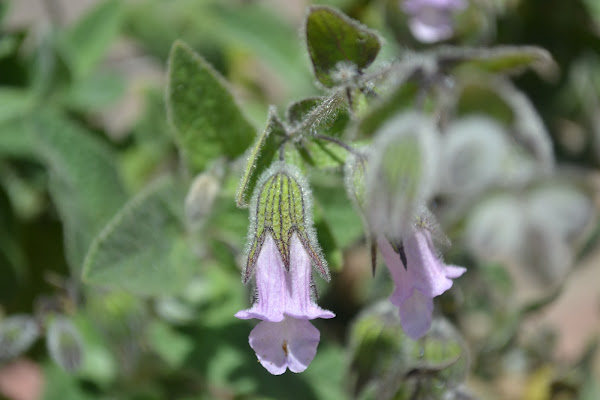 Fragrant Pitcher Sage | Project Noah