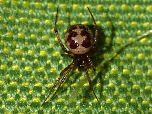 Kugelspinne | Project Noah