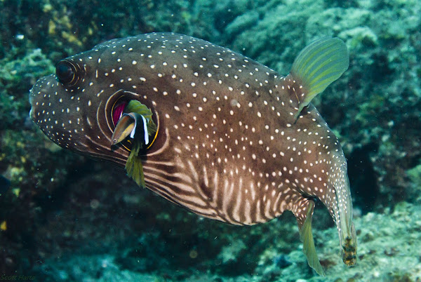 Stars and Stripes Puffer | Project Noah