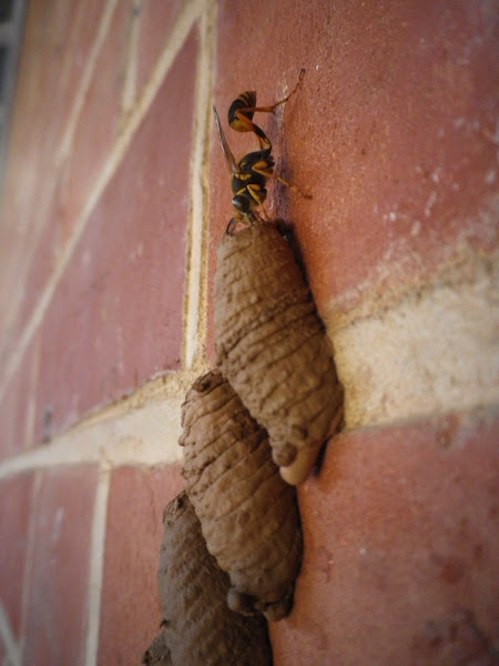 Mud-dauber Wasp | Project Noah