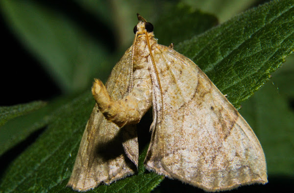 Lesser Grapevine Looper Moth - Hodges#7196 | Project Noah