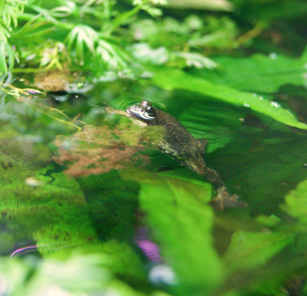 Green Puddle Frog | Project Noah
